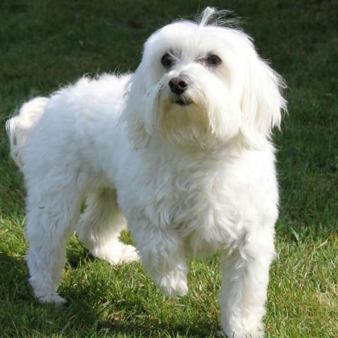 Maltese | Riverstone Veterinary Group